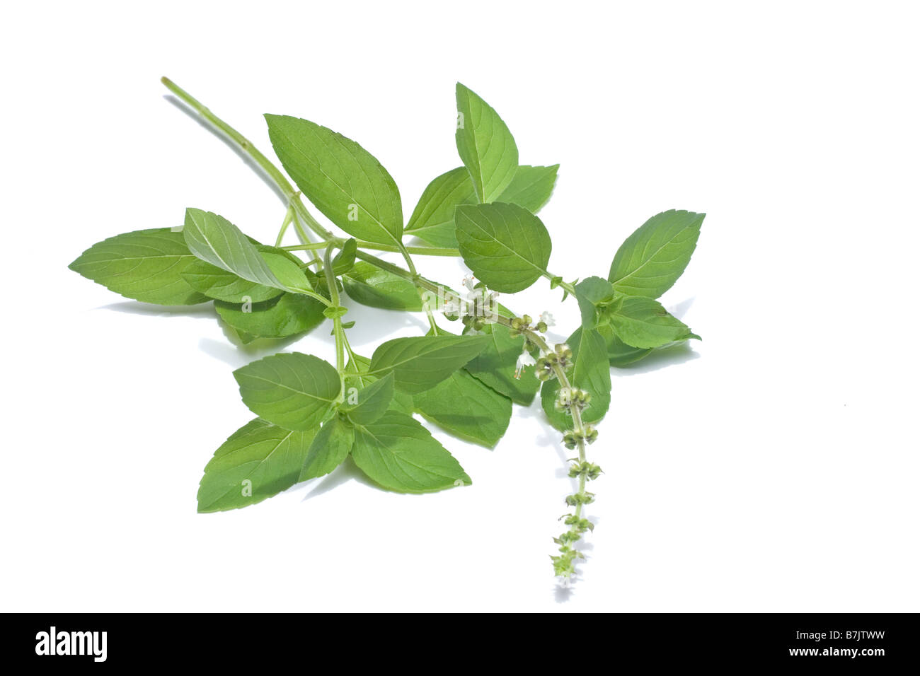 Basil plant bud hi-res stock photography and images - Alamy