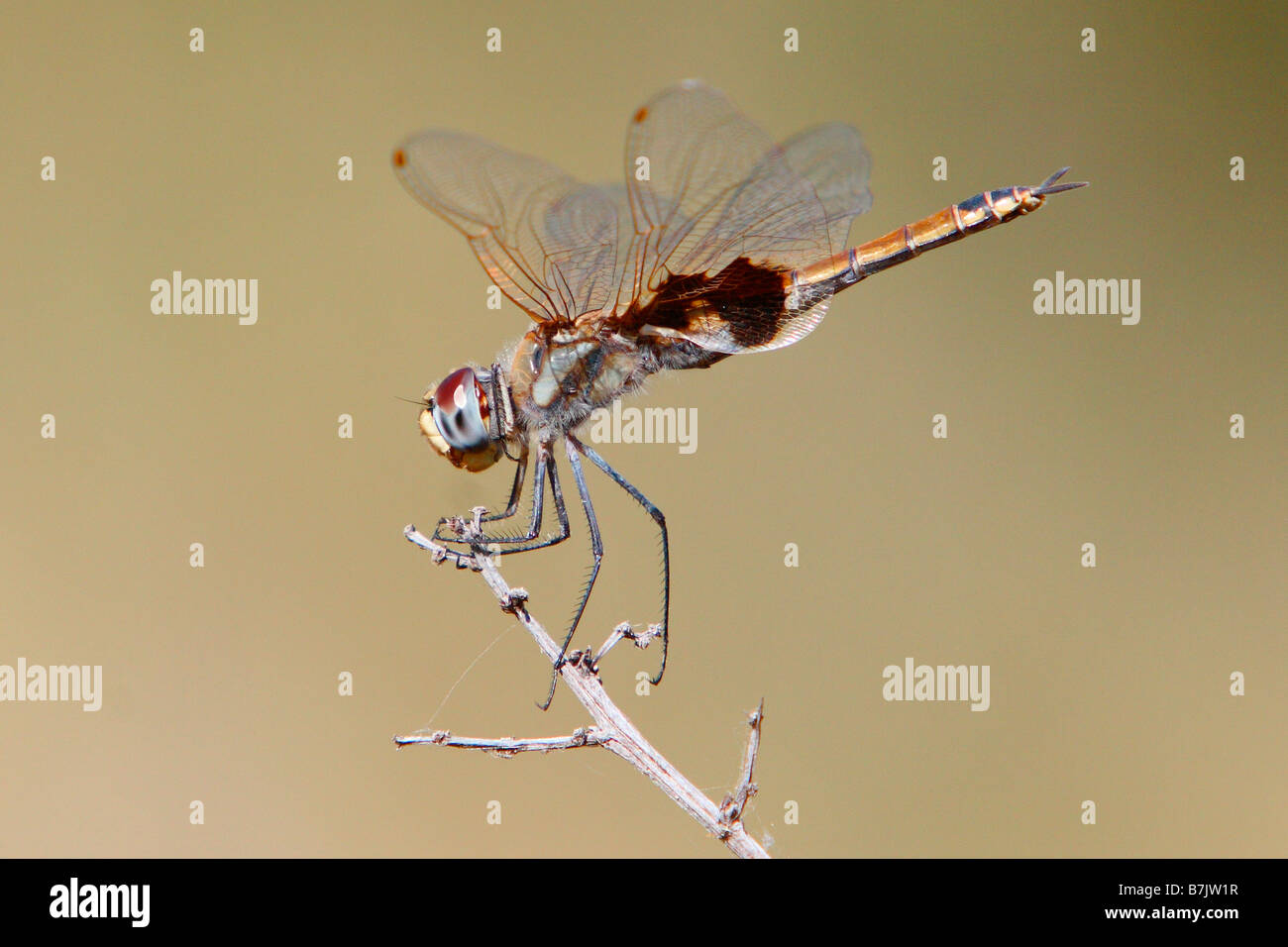Macromia tillyardi hi-res stock photography and images - Alamy