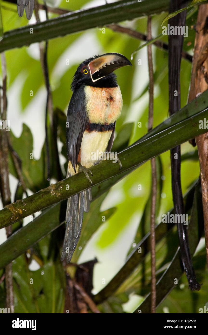 Toucan in tree hi-res stock photography and images - Alamy