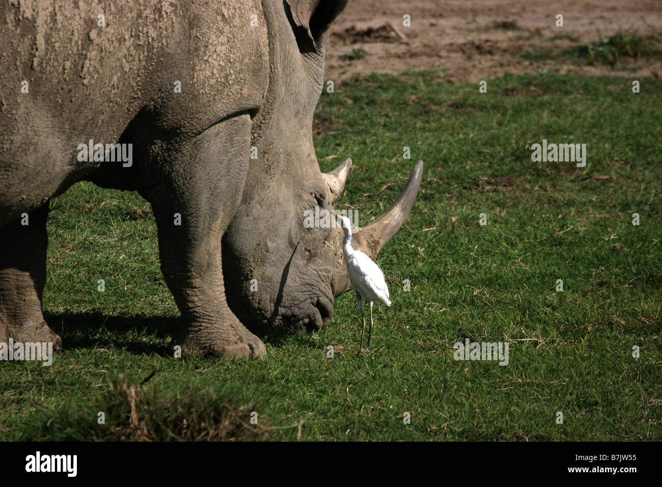 A white rhino being cleaned by an Egret Stock Photo - Alamy