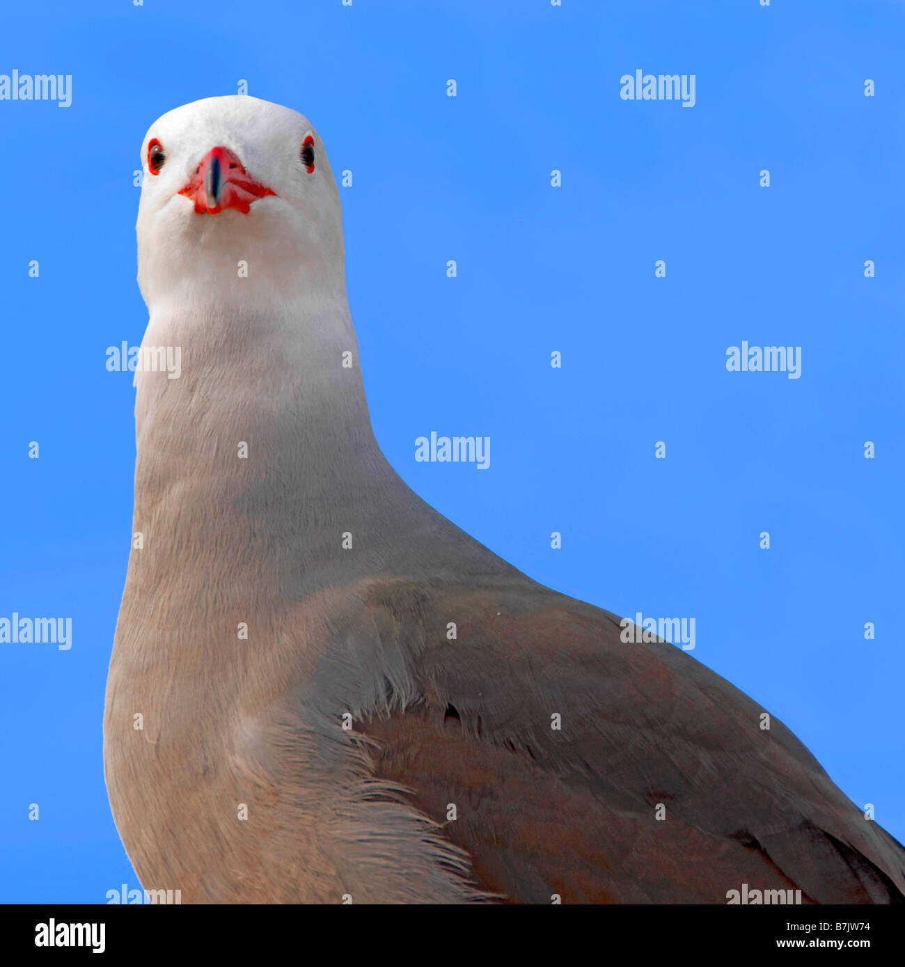 Conservancy seafaring laridae genus larus birds stout hi-res stock ...