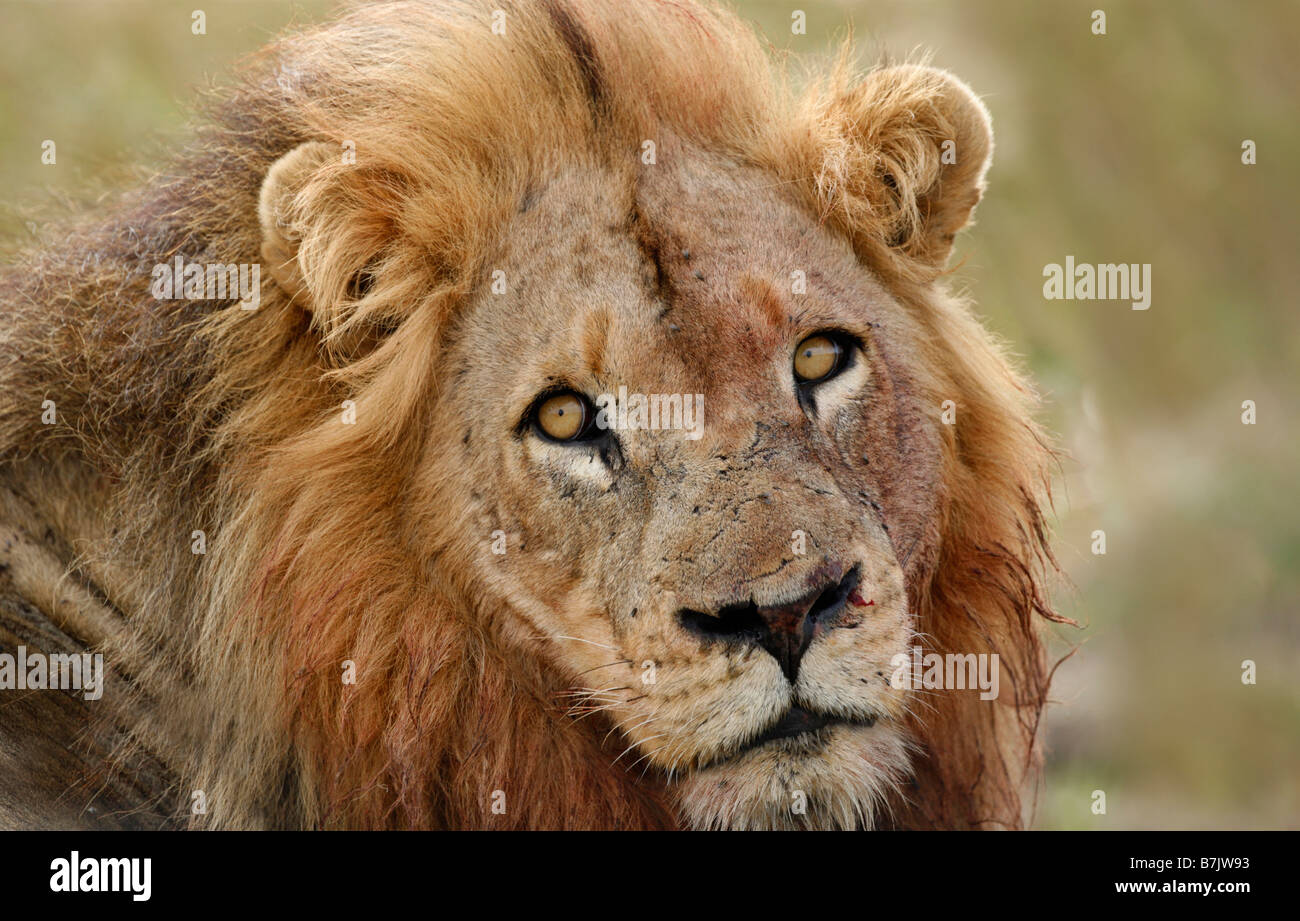 Nose lion hi-res stock photography and images - Alamy