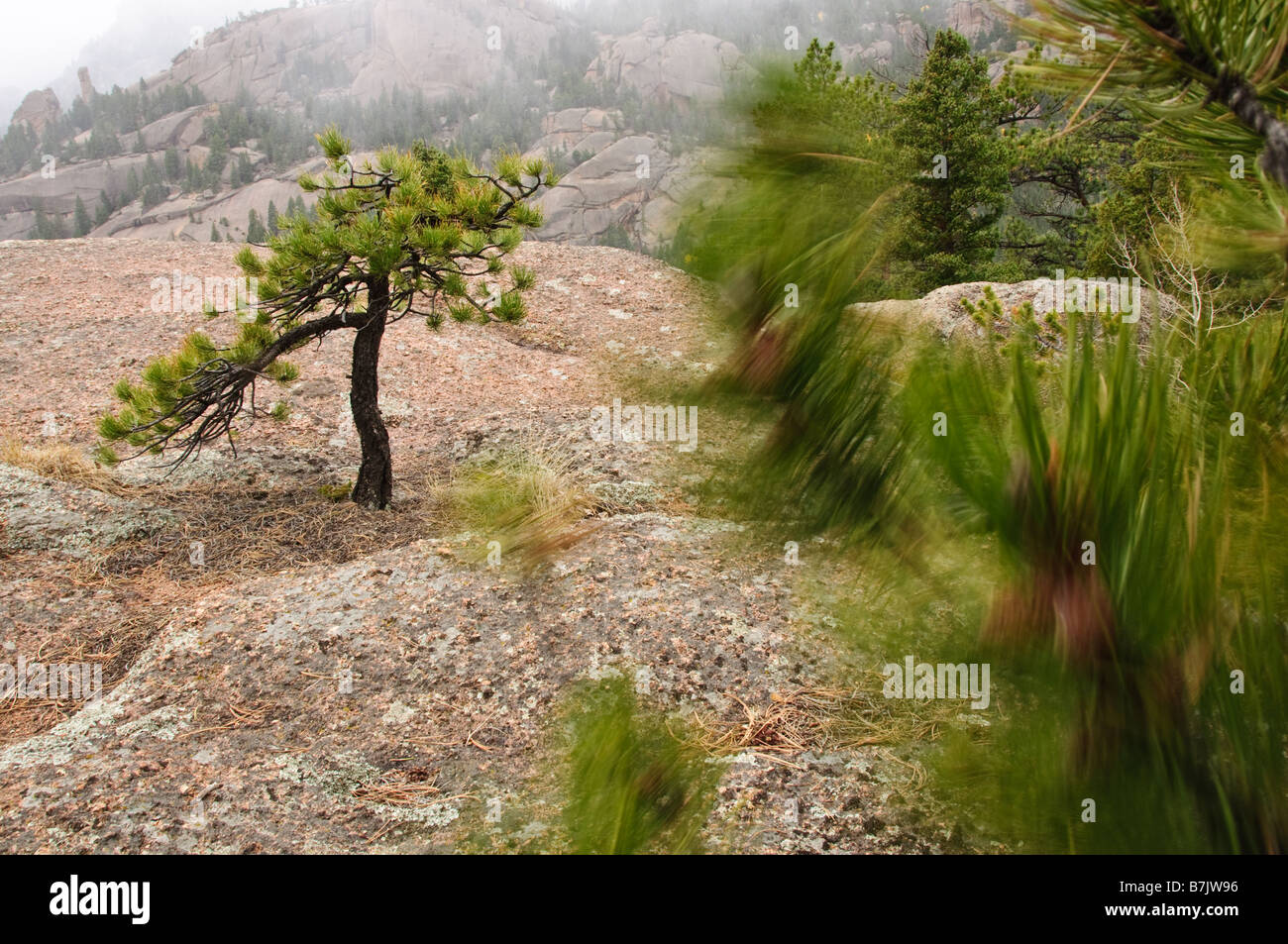 tree on rock Stock Photo - Alamy