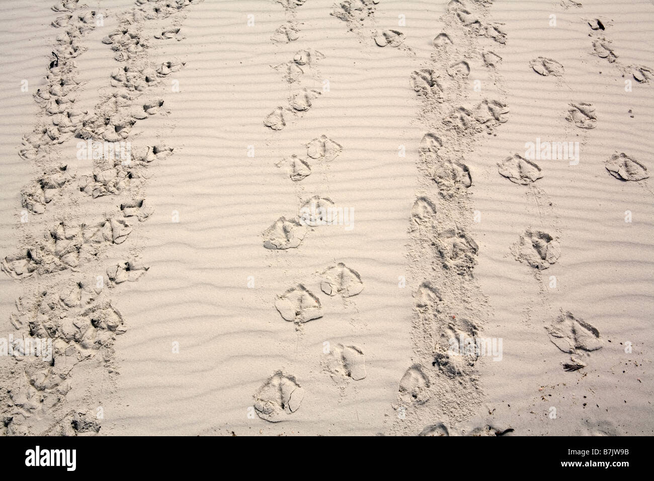 Bird tracks on a beach, Falkland Islands Stock Photo - Alamy