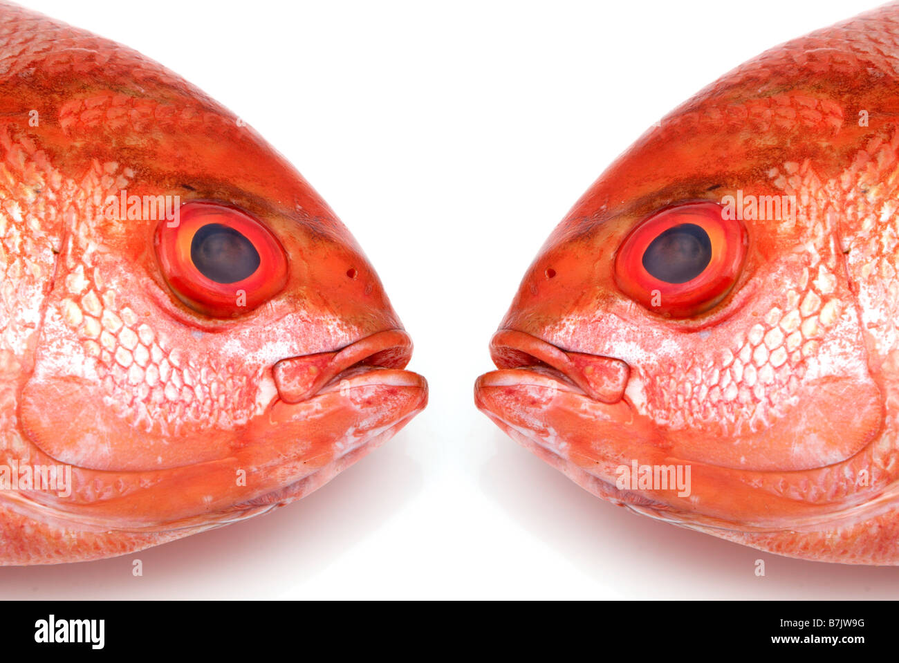 two red fish Stock Photo - Alamy