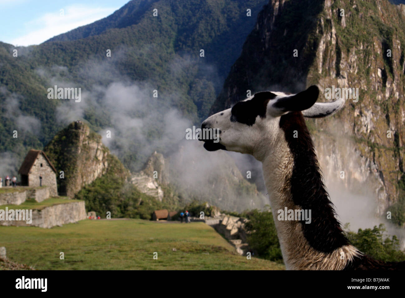 A Llama portrait at Machu Picchu, Peru Stock Photo - Alamy