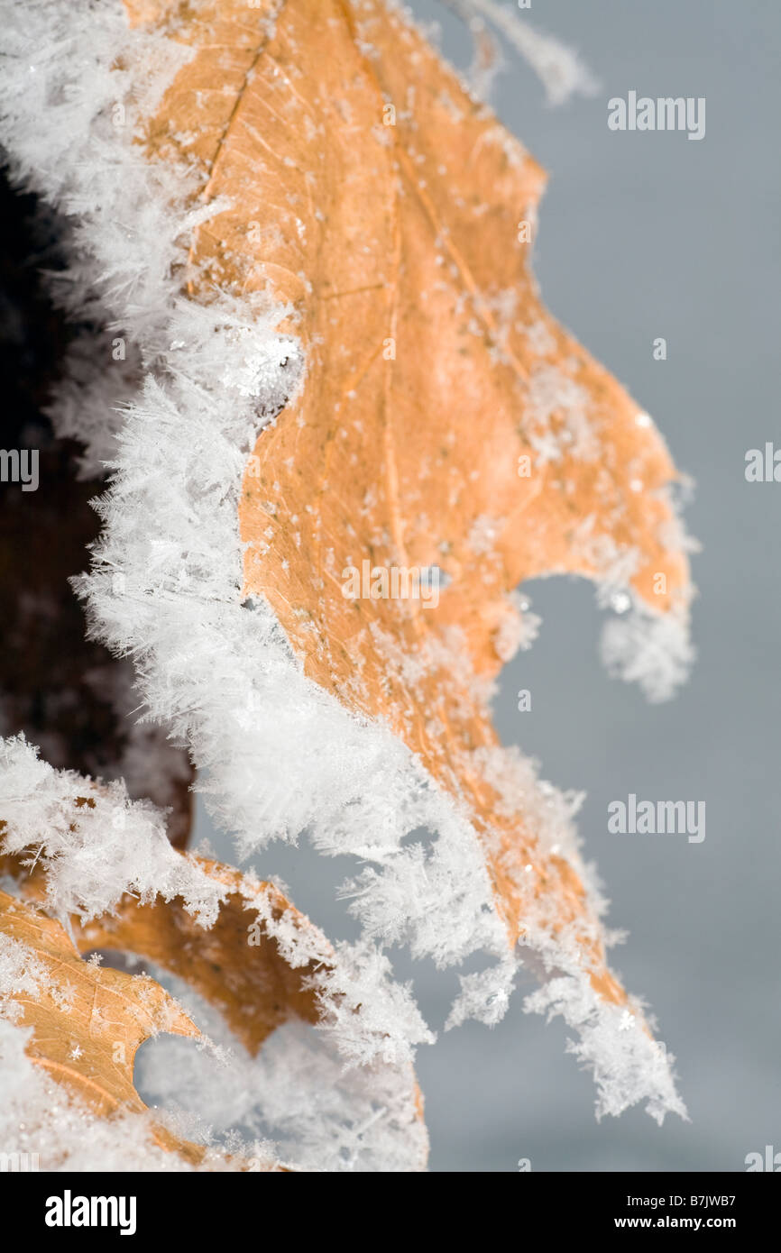 dry leaves of oak covered by hoarfrost (macro Stock Photo - Alamy