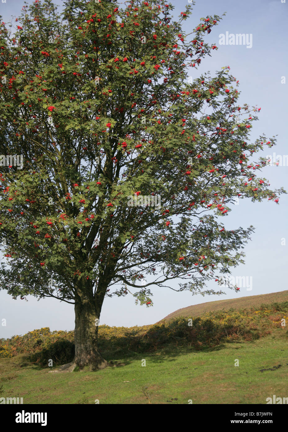 Rowan tree hi-res stock photography and images - Alamy