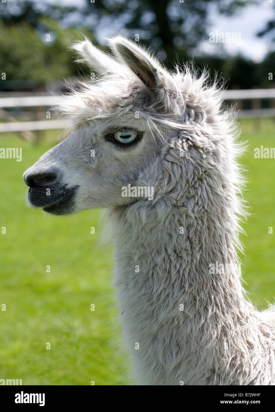 Llama Eyes High Resolution Stock Photography and Images - Alamy