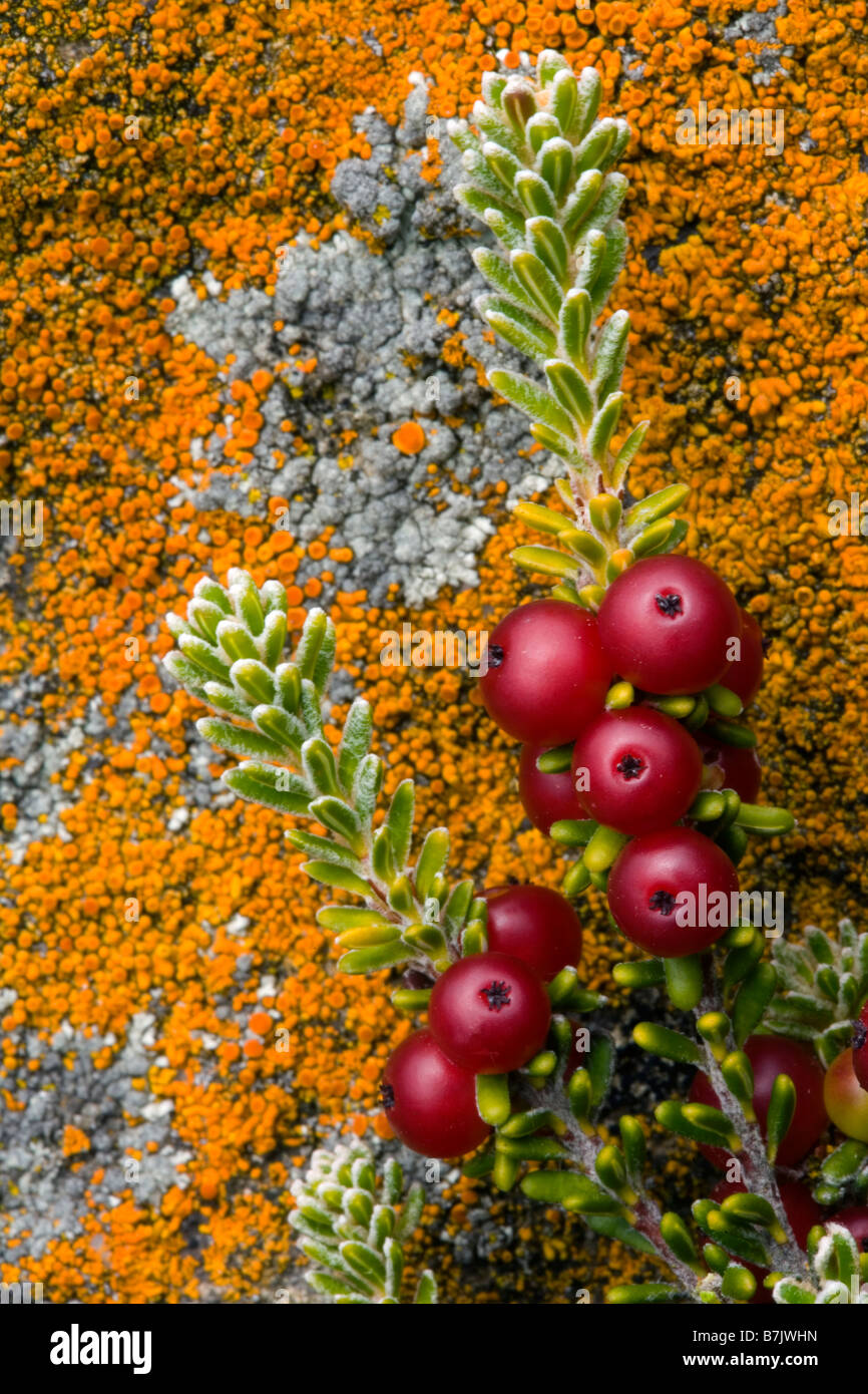 Diddle Dee berry (Empetrum rubrum) of the Falkland Islands, edible ...
