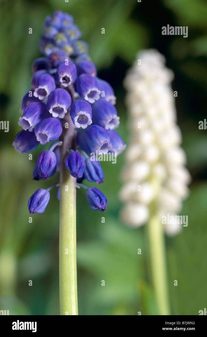 Botryoides Album High Resolution Stock Photography and Images - Alamy