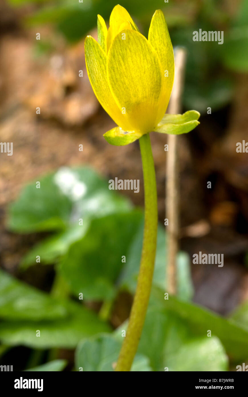 Lesser Celandine, Ranunculus ficaria Stock Photo - Alamy