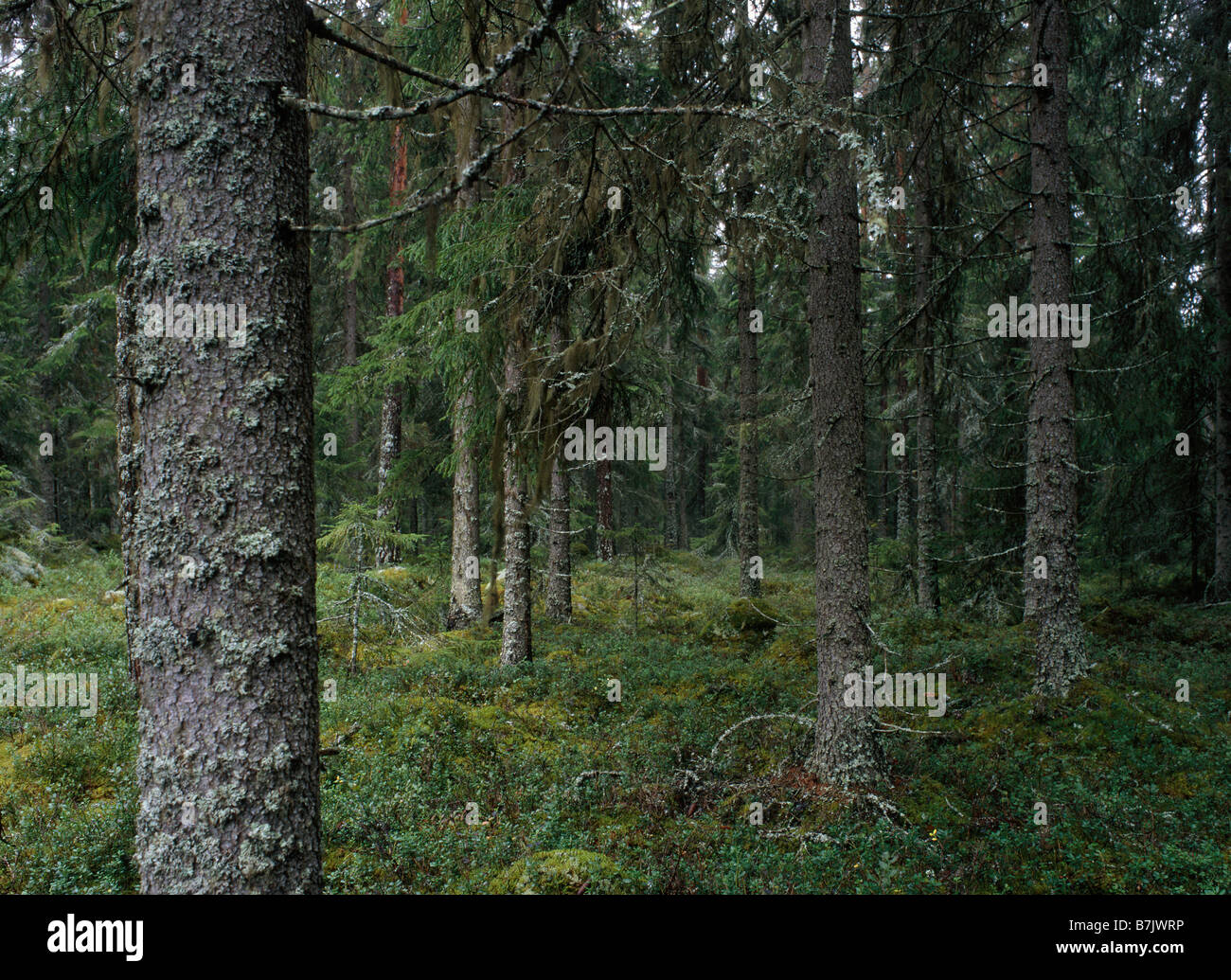 Forest scene in central Sweden Tall trees Undergrowth FOREST SWEDEN ...