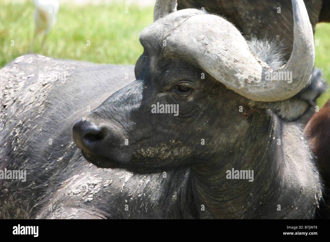 Portrait of a buffalo Stock Photo - Alamy