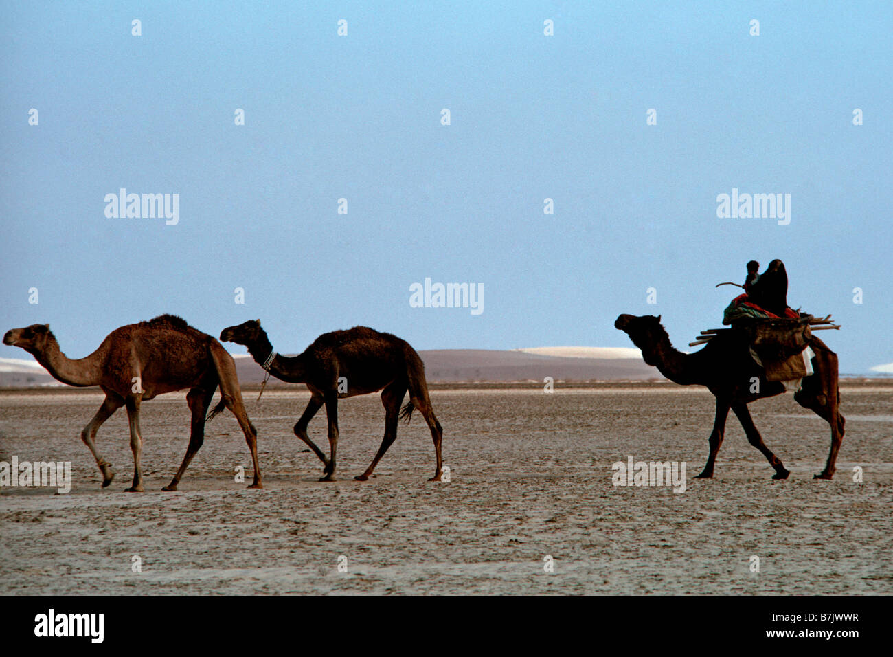 Saudi Arabia, Empty Quarter. Al Murrah Bedouin woman travelling on ...