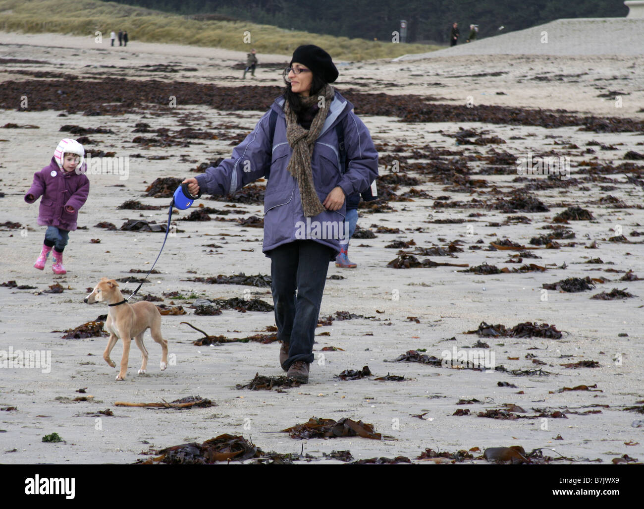 Woman taking whippet puppy for walk at Mounts Bay, Marazion, Cornwall ...