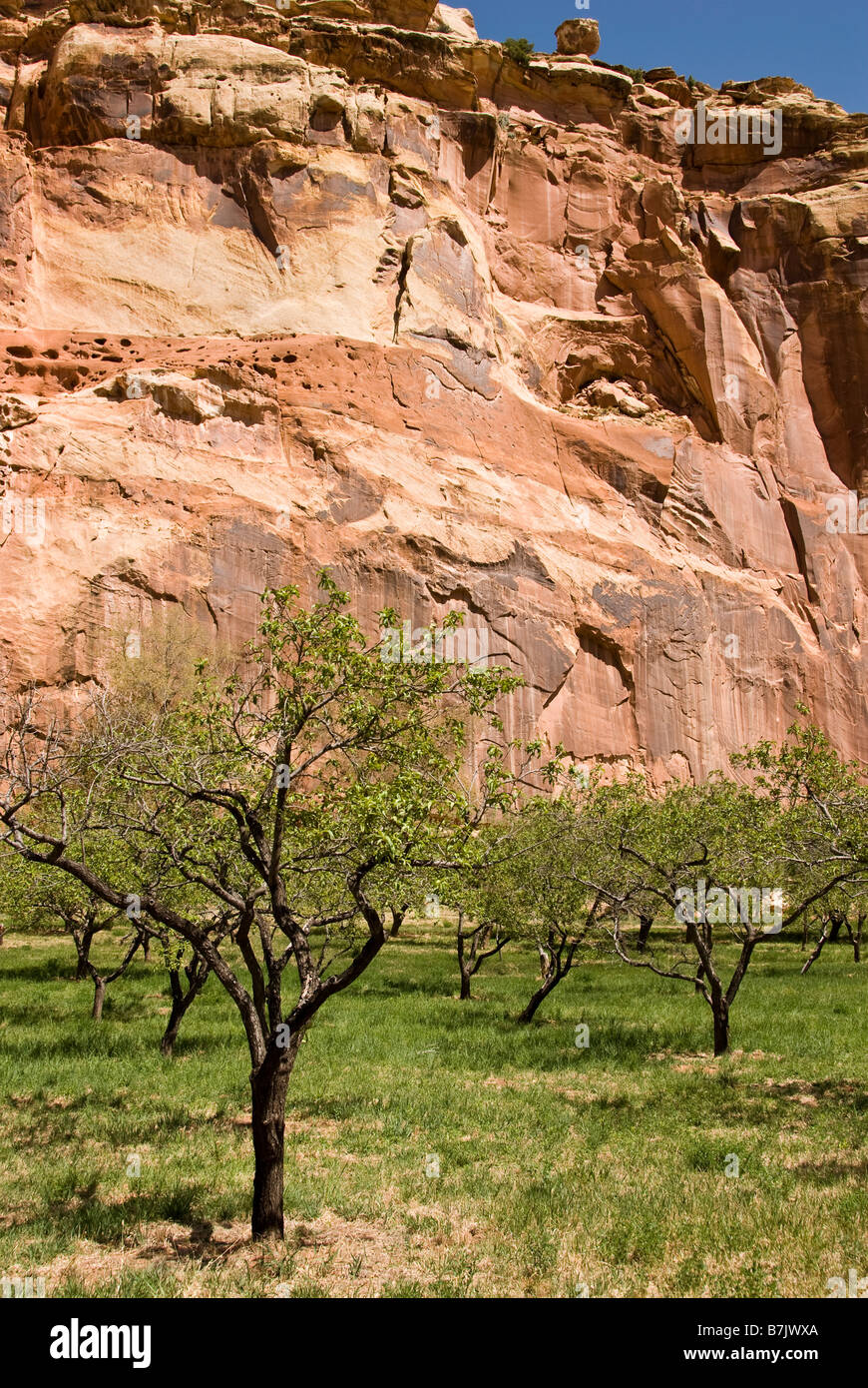 Fruit orchard and sandstone cliffs, Fruita Historic District, Capitol ...