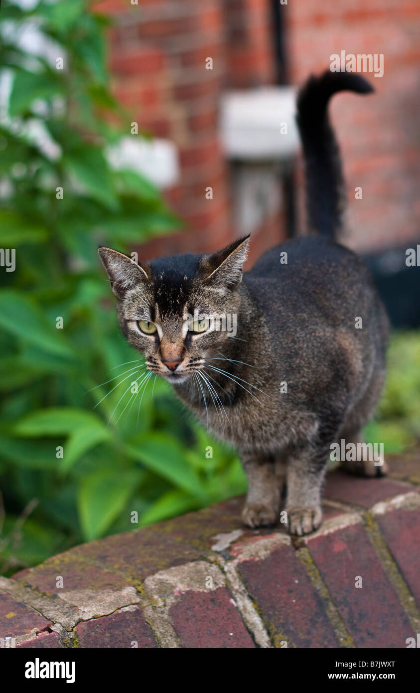 Cat perched hi-res stock photography and images - Alamy