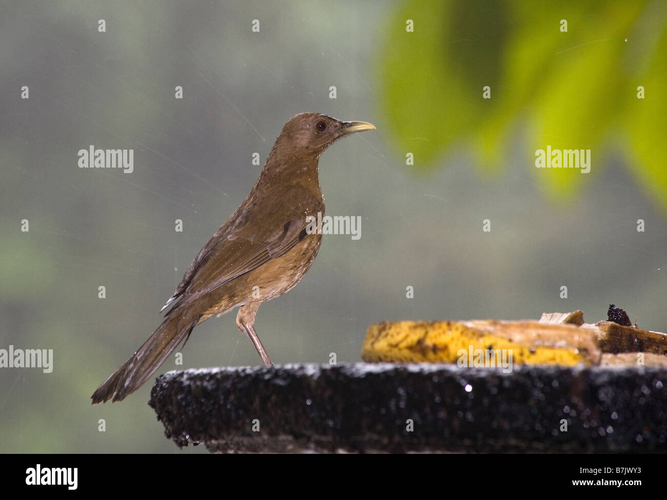Clay coloured hi-res stock photography and images - Alamy