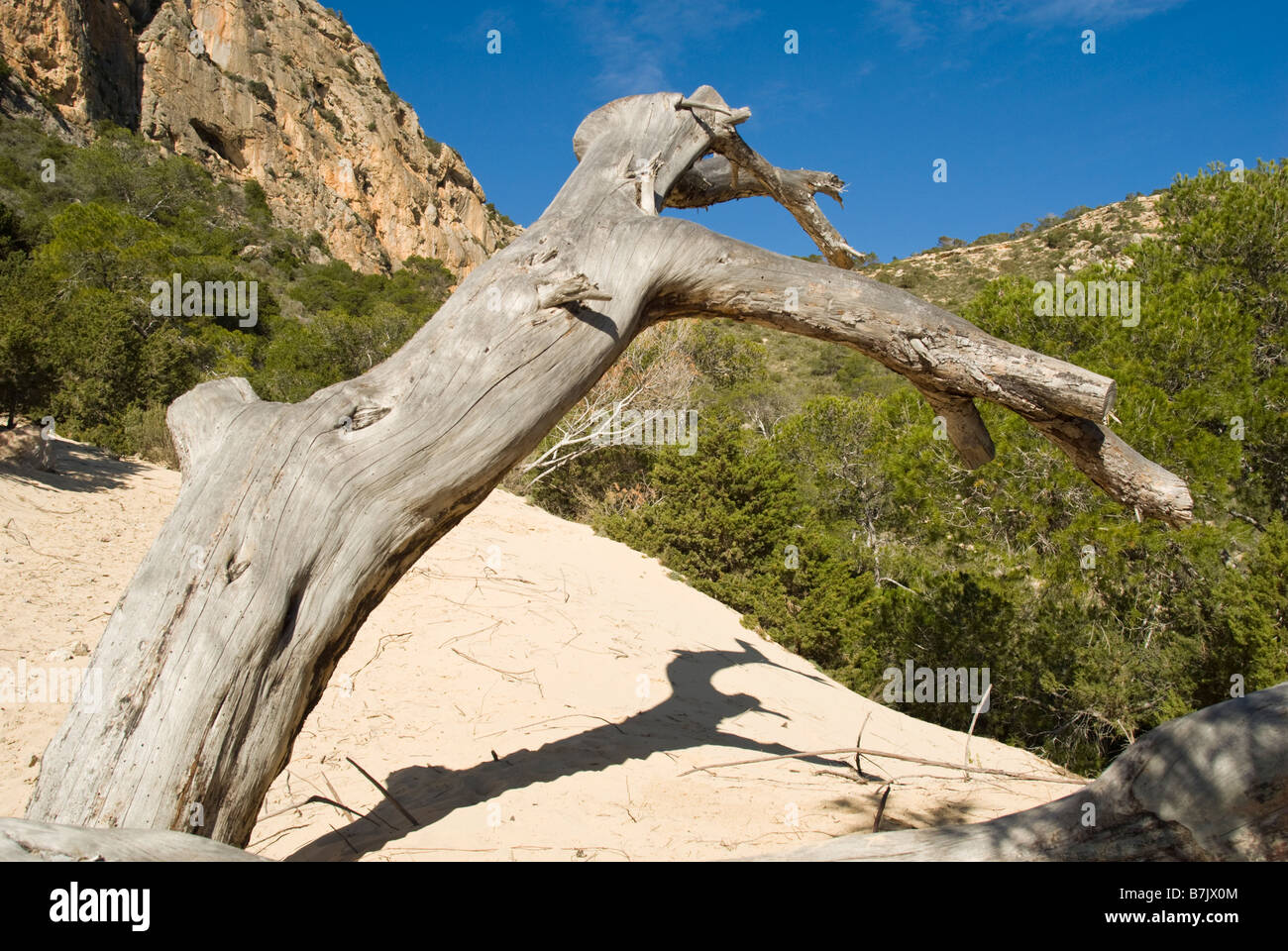 Pino seco hi-res stock photography and images - Alamy