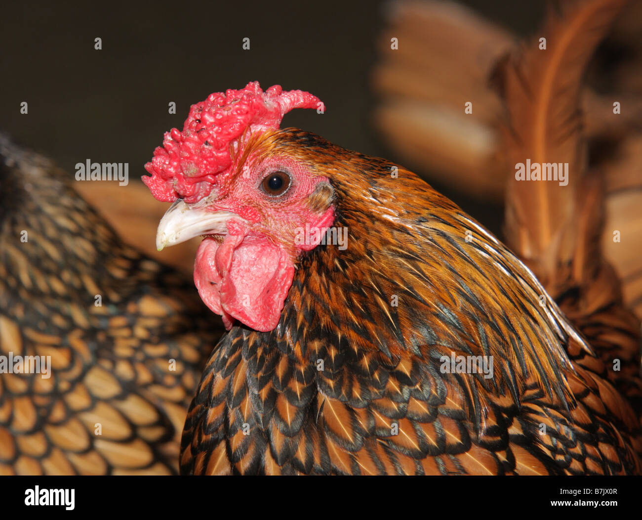 golden sebright bantams Stock Photo - Alamy