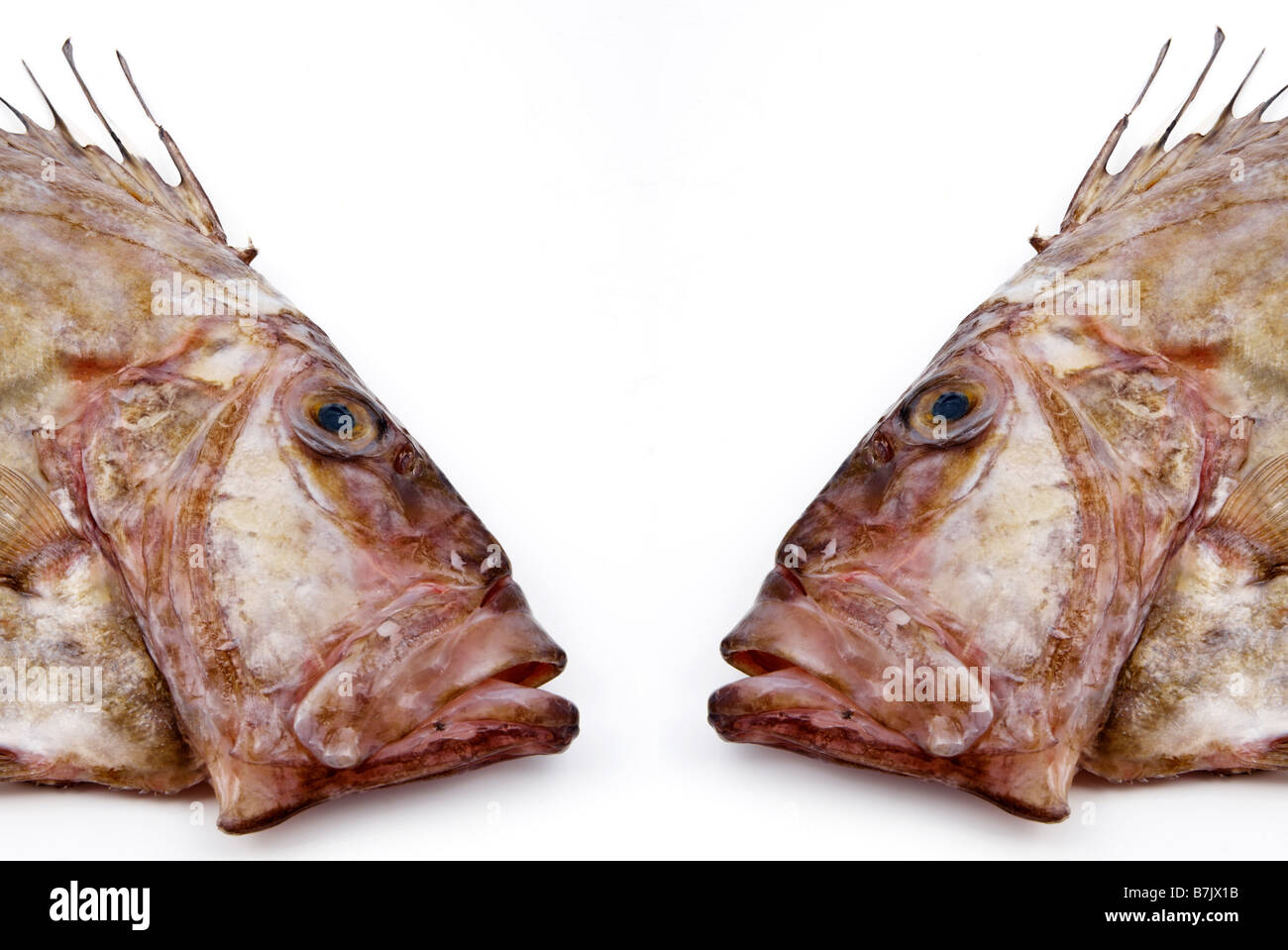 two grumpy looking fish Stock Photo - Alamy