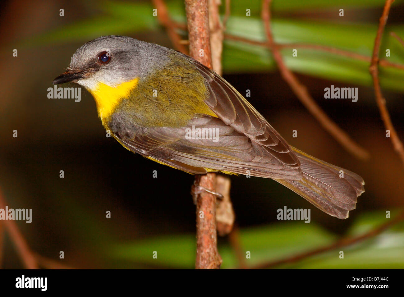 Eastern Yellow Robin Stock Photo - Alamy