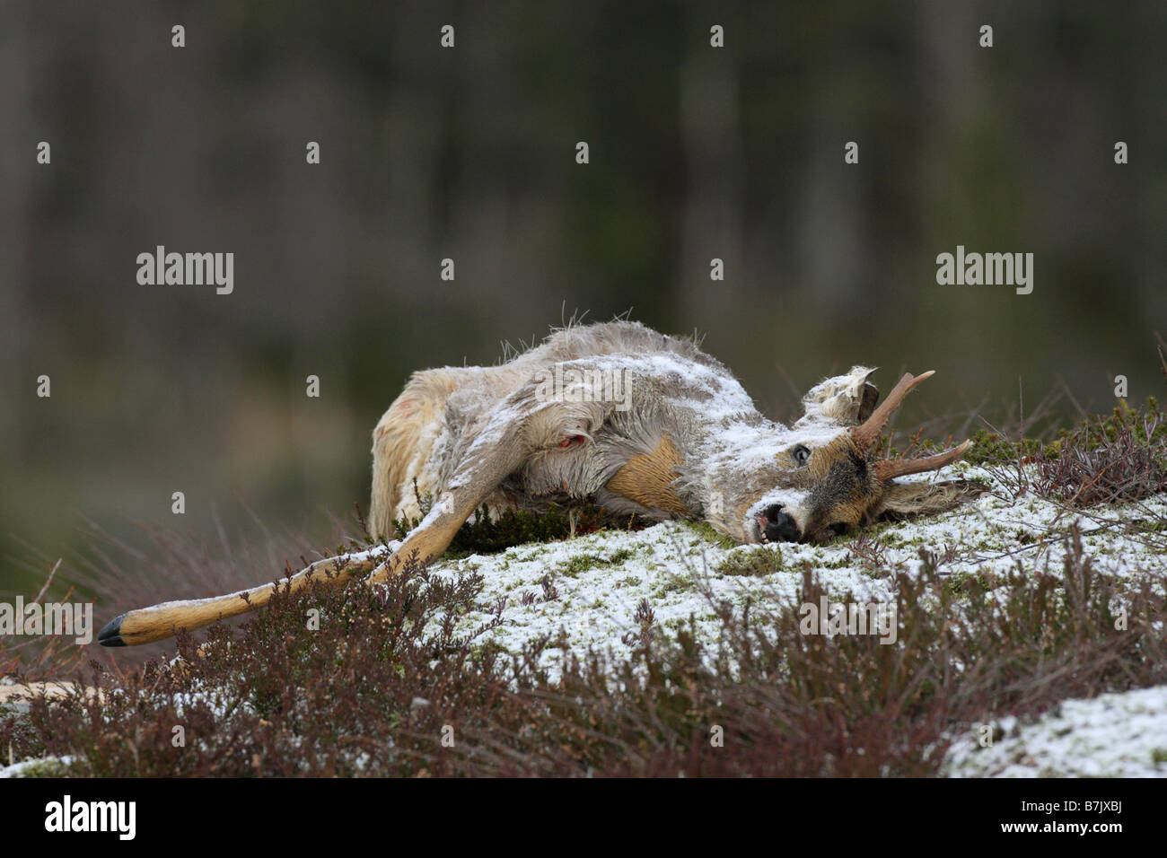 Dead Deer In Winter High Resolution Stock Photography and Images - Alamy