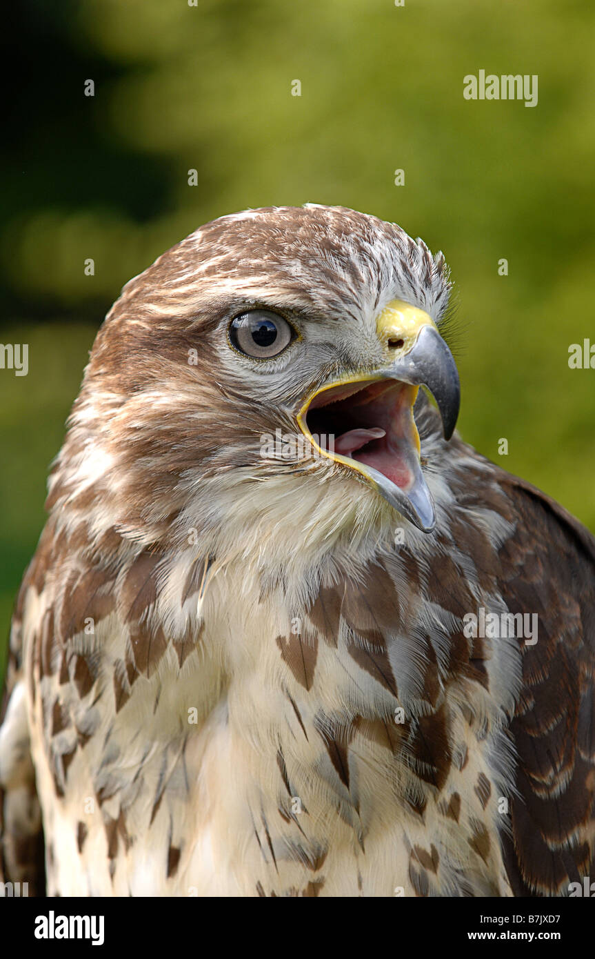 Red Tailed Hawk Portrait Stock Photo - Alamy