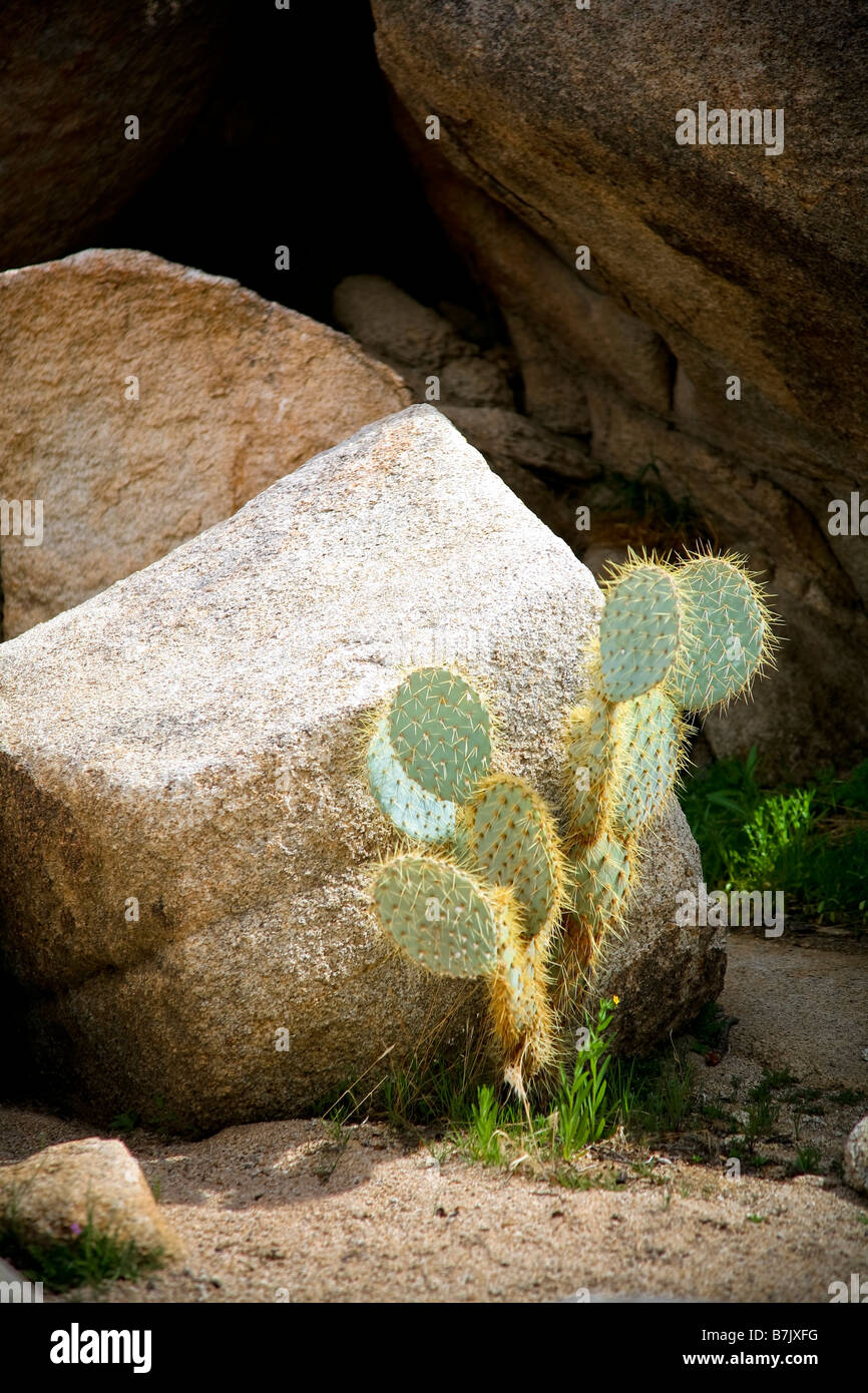 Beavertail cactus opuntia basilaris joshua hi-res stock photography and ...