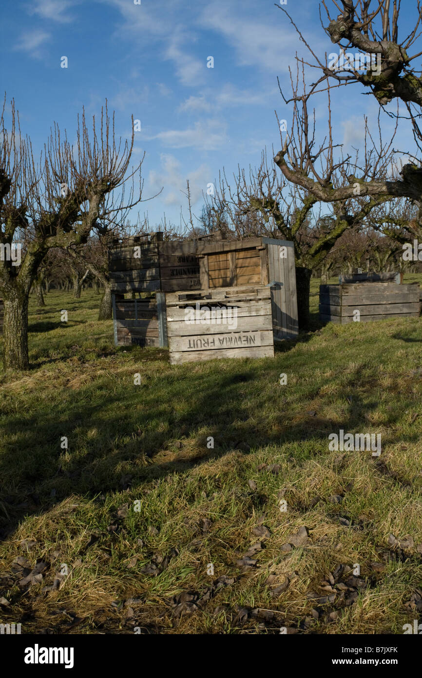 Trees for crates hi-res stock photography and images - Alamy