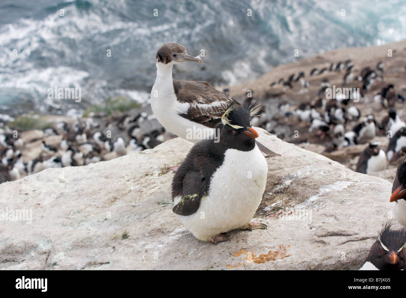Rock hopper penguin and Shag breeding colony on Saunders Island ...