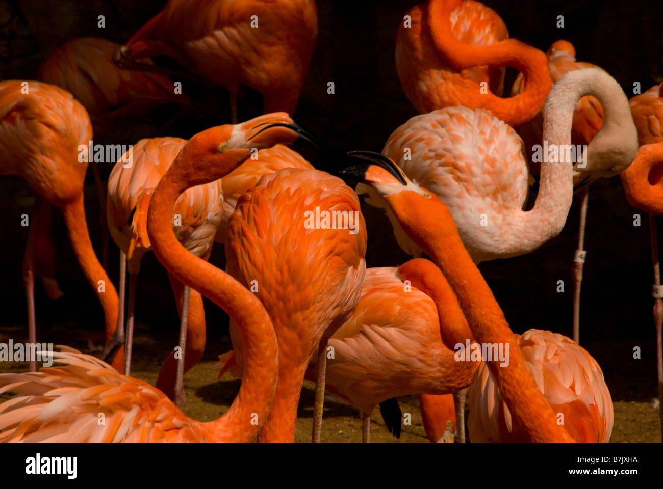 Flamingos fighting mating ritual at San Antonio Zoo Stock Photo - Alamy