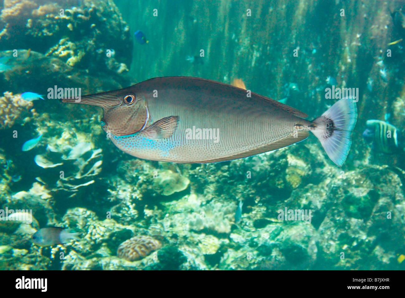 Fish australia hi-res stock photography and images - Alamy