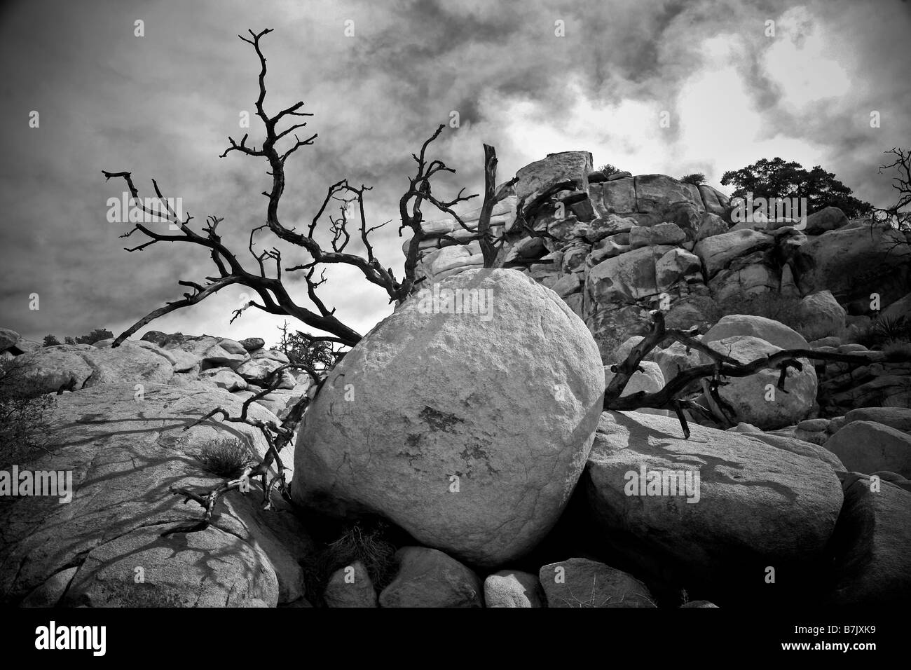 Dead joshua tree Black and White Stock Photos & Images - Alamy