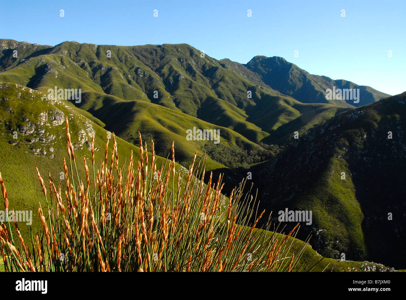 Restio grass growing in the Outeniqua Pass near George, Garden Route ...