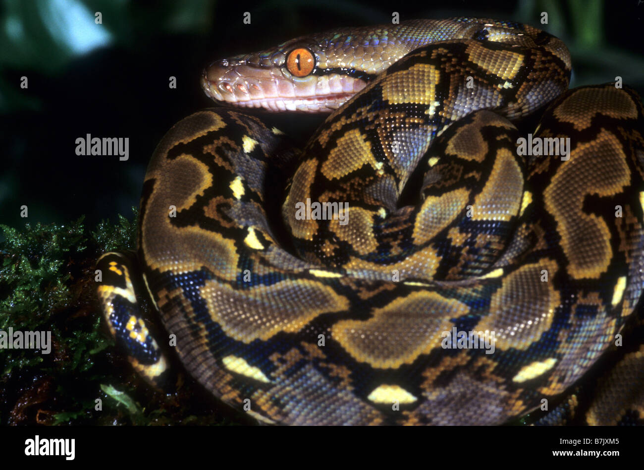 Reticulated Python (Python reticulatus Stock Photo - Alamy
