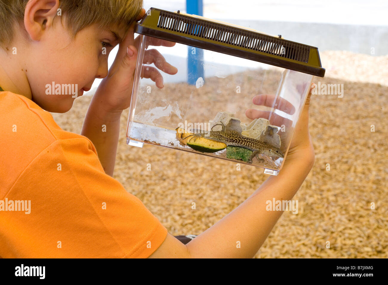 Lizard in trap hi-res stock photography and images - Alamy