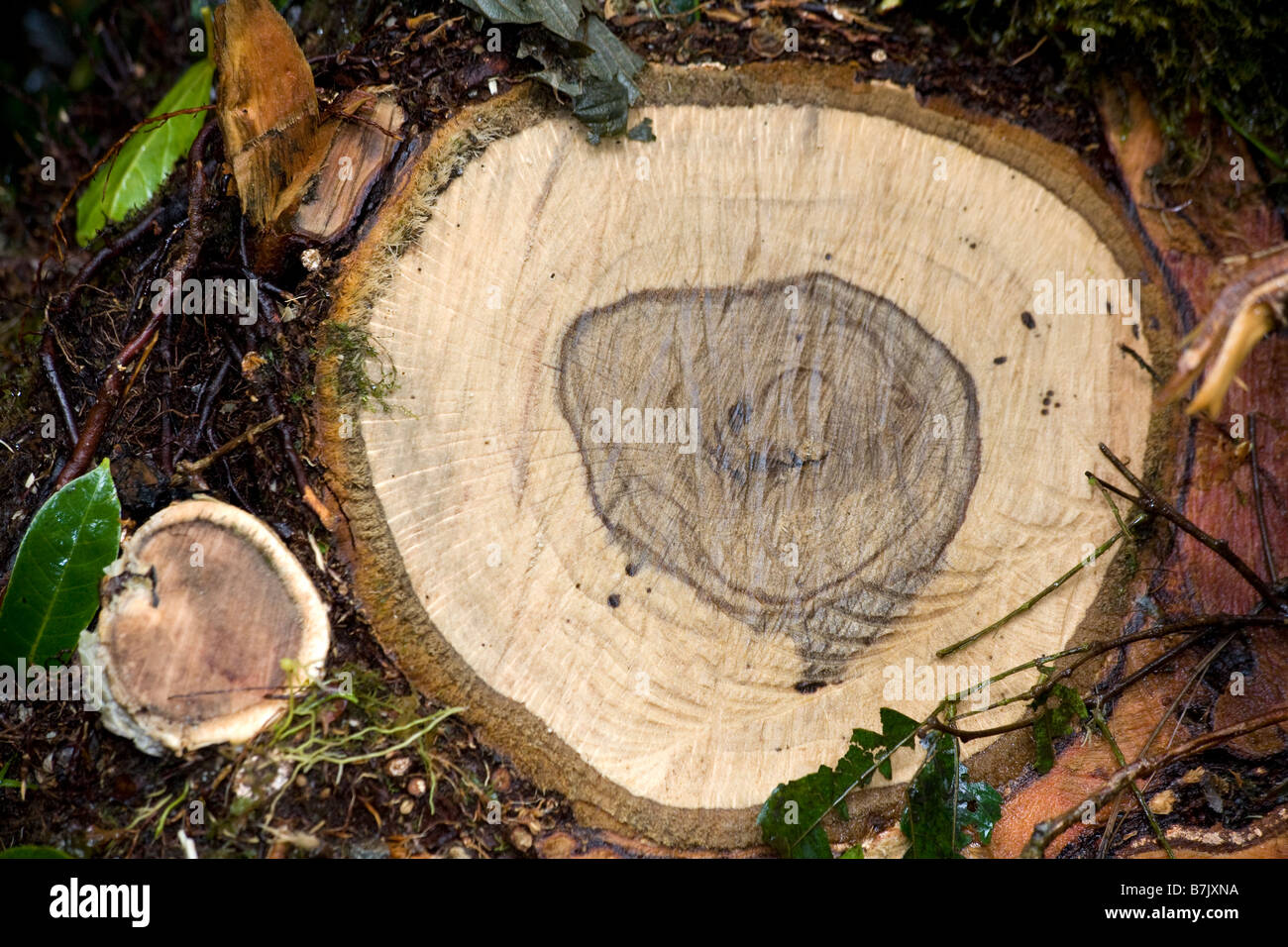 Tree rings count age tree hi-res stock photography and images - Alamy