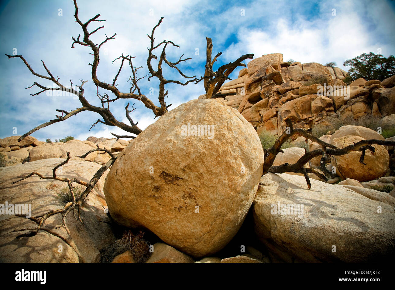 dead tree in rocks Stock Photo - Alamy