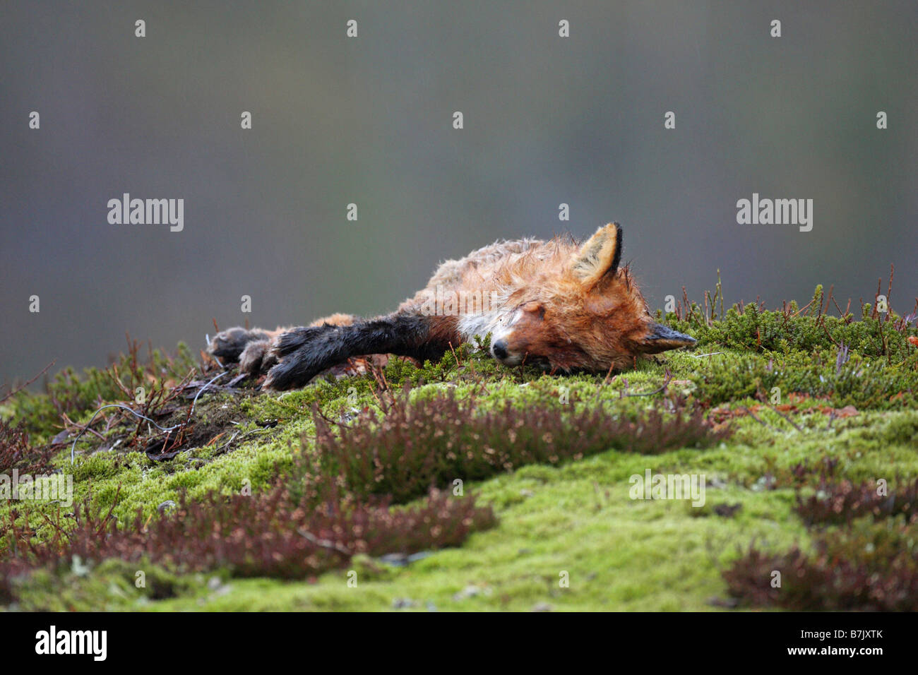 Red fox lying on snow hi-res stock photography and images - Alamy