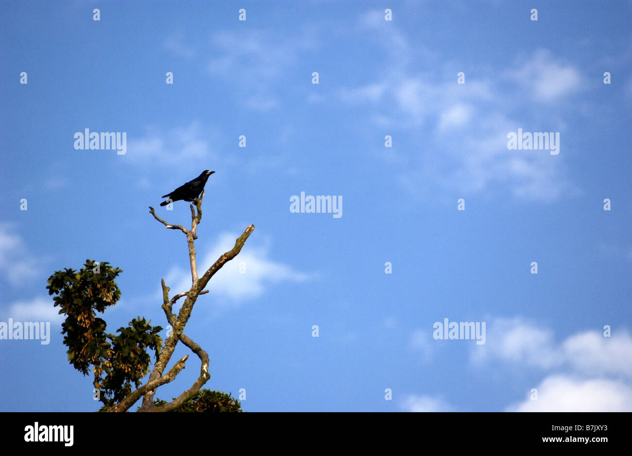 Rook, Corvus frugilegus on tree branch against blue sky in Southern ...