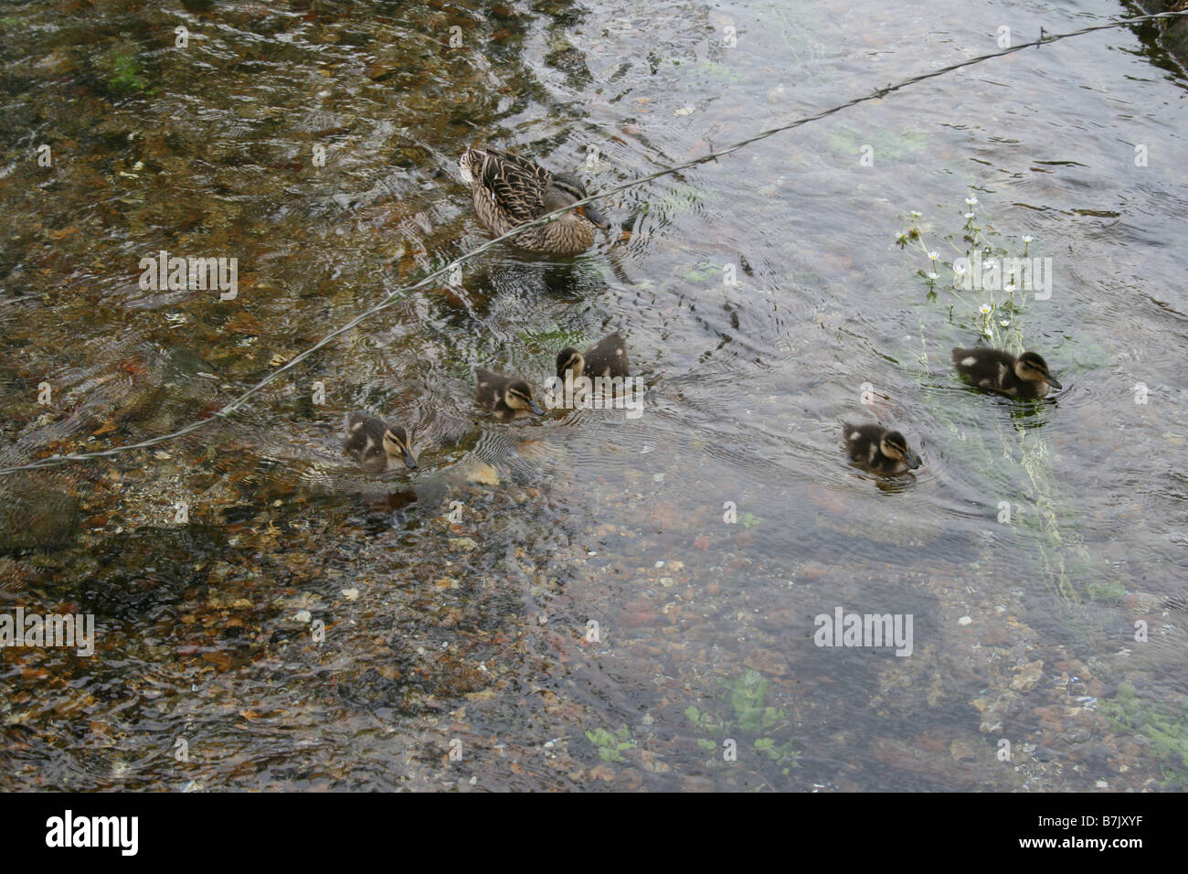Mother duck & ducklings swiming against current Stock Photo - Alamy
