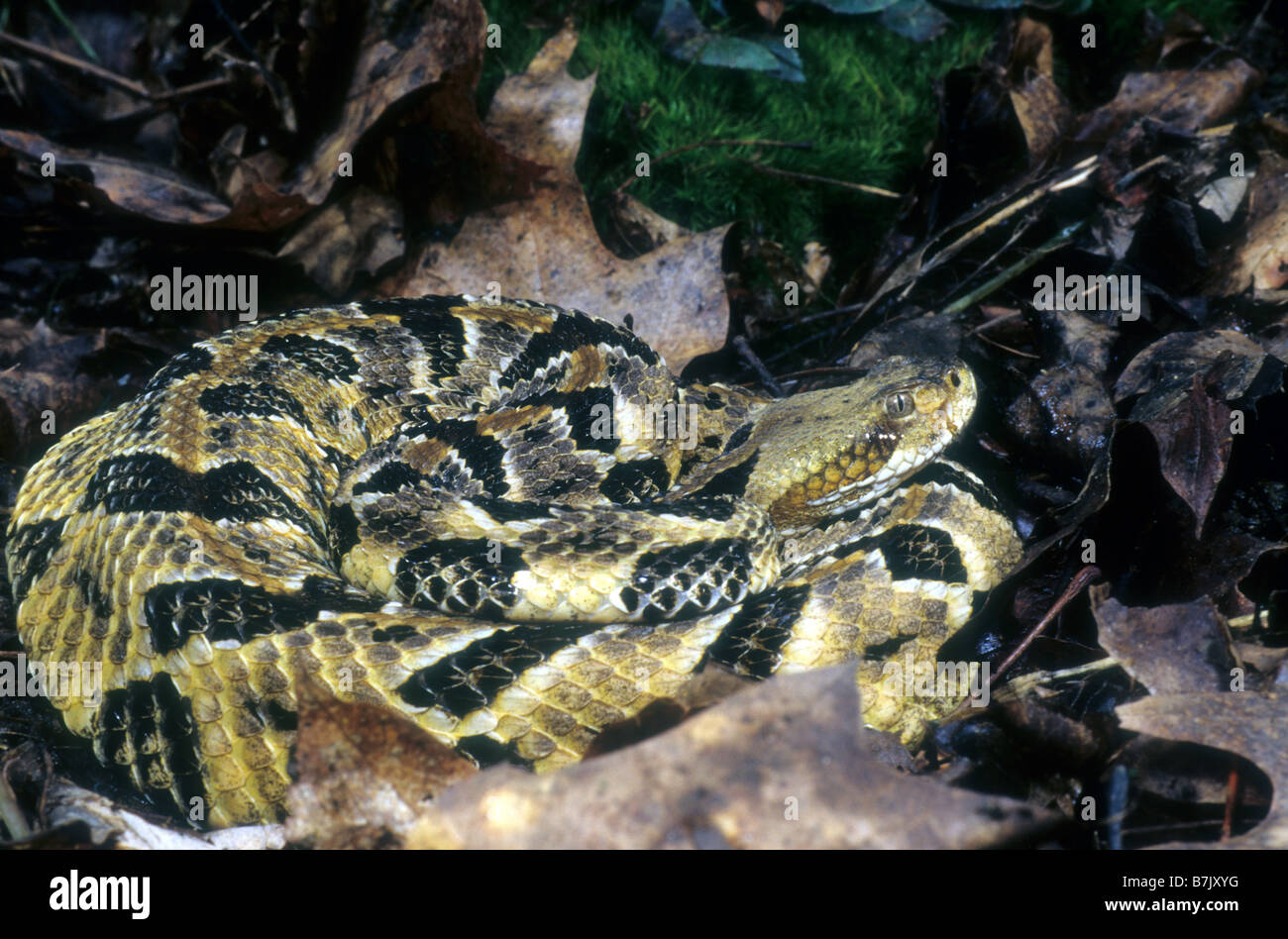 Canebreak Rattlesnake Crotalus horridus atricaudatus Stock Photo - Alamy