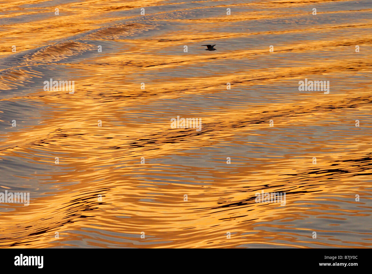Gull at sunset Stock Photo - Alamy