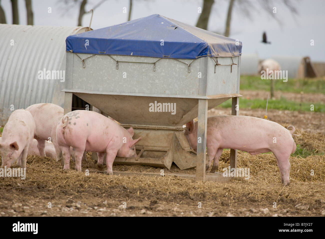 Pig farm with ark shelters Stock Photo - Alamy