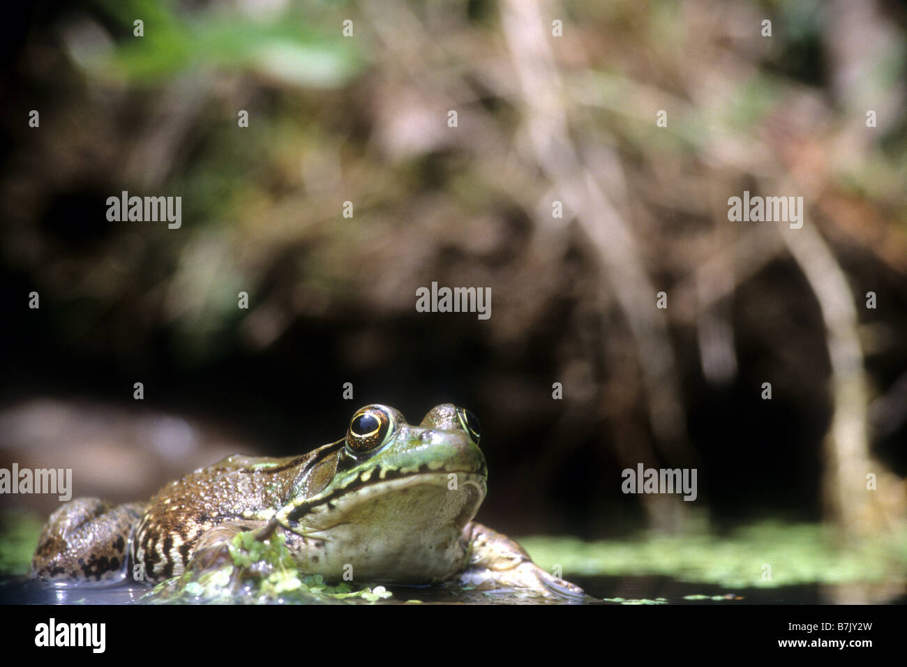 Green Frog (Rana clamitans melanota Stock Photo - Alamy