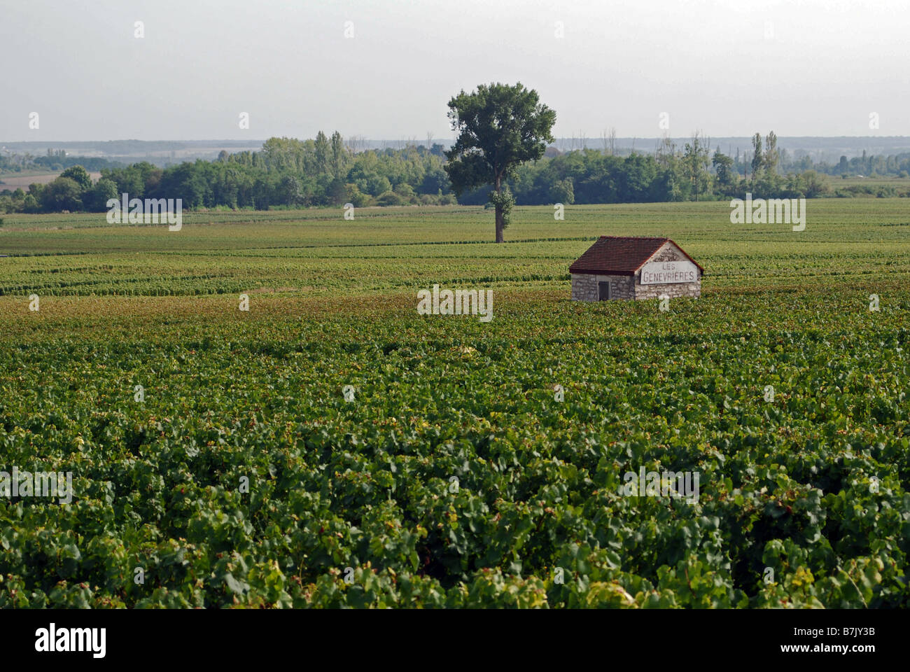 Meursault vineyard hi-res stock photography and images - Alamy