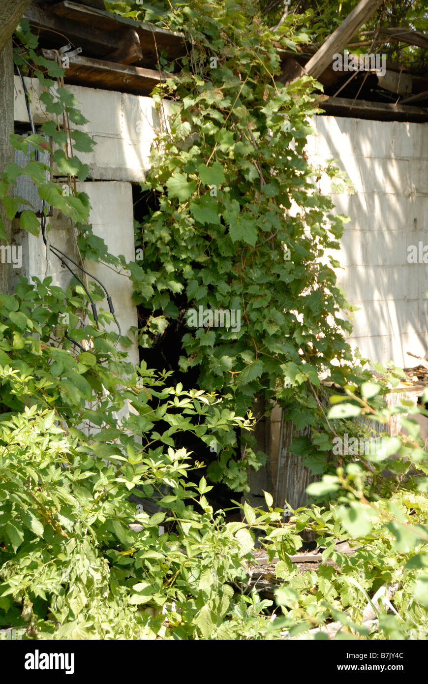 Run over bushes hi-res stock photography and images - Alamy