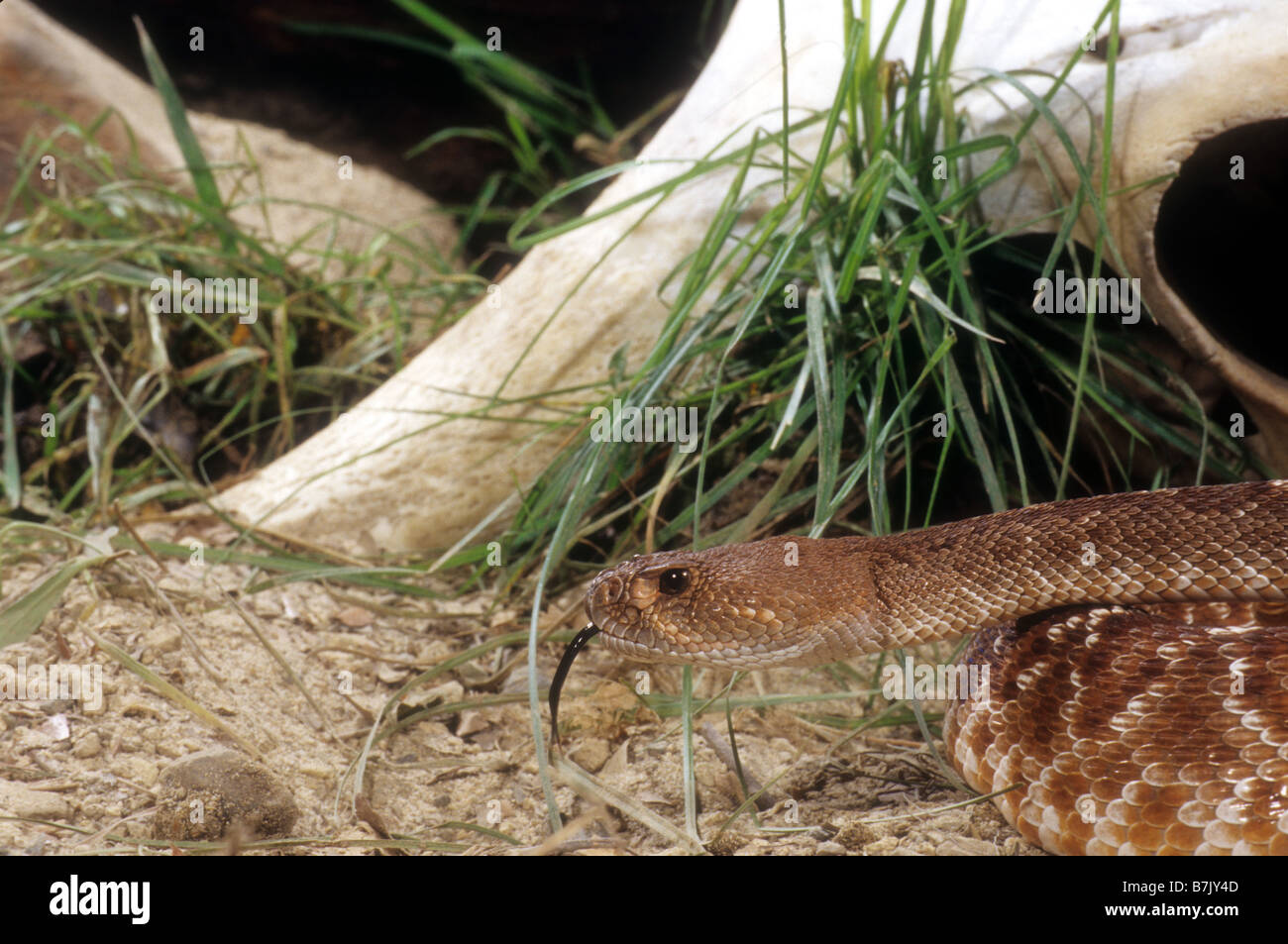 Red Rattlesnake (Crotalus ruber Stock Photo - Alamy